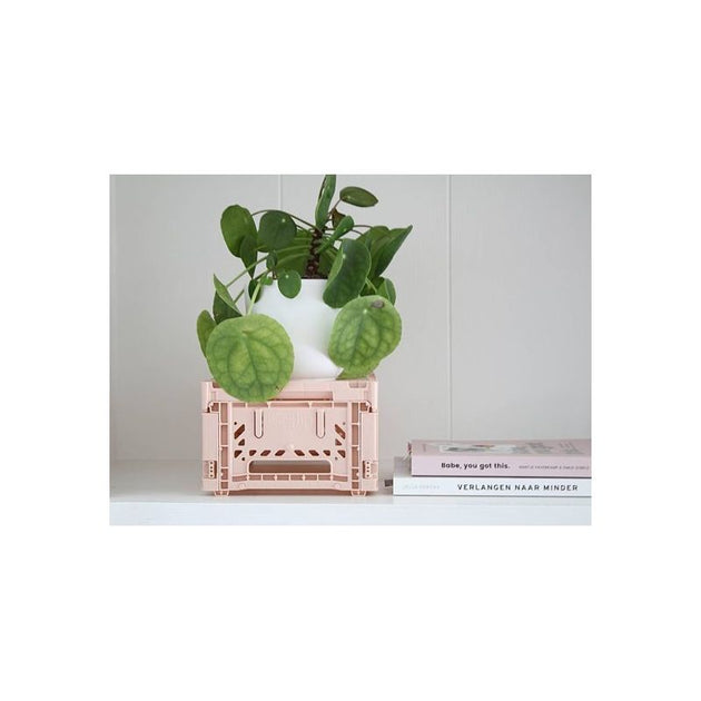 Small storage box - milk tea - practical and super-resistant storage ...